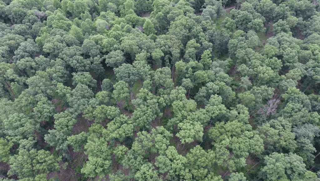 Saving Indiana Songbirds Starts in Our Forests | Central Hardwoods ...